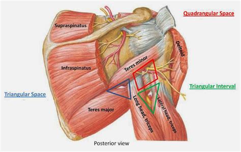 四角空間quadrangular Space、三角空間triangular Space、三角空隙triangular
