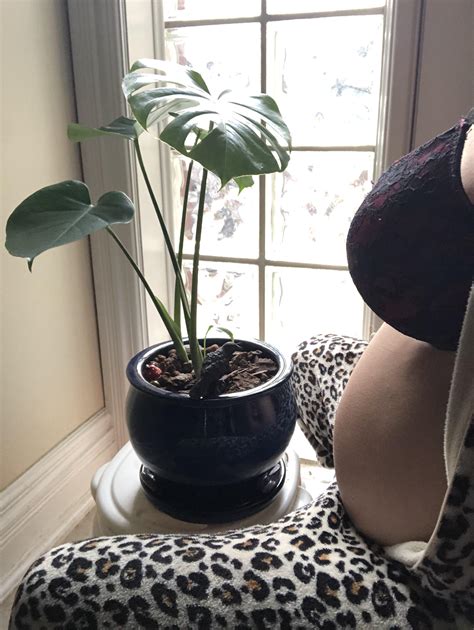 Natural 36 Dds With This Pregnancy Scrolller