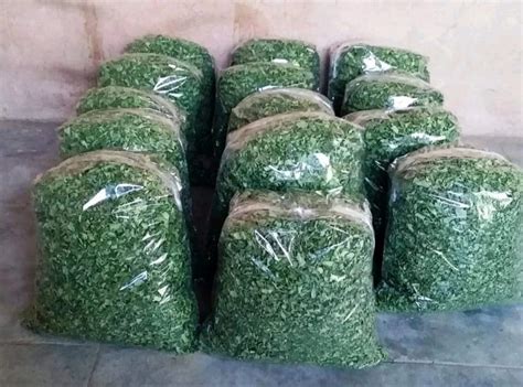 Moringa Leaf At Rs 120 Kg Drumstick Leaves In New Delhi Id 2851026701173