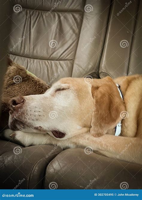 Yellow Labrador Retriever Sleeping In The Back Seat Of The Car Stock
