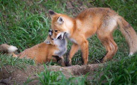 Two Babies One Fox Comic图库照片、免版税two Babies One Fox Comic图片depositphotos