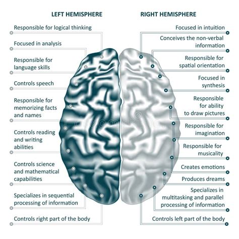 Right Hemisphere Vs Left Brain Right Brain Vs Left Brain Ulon