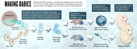 Artificial Gametes A Hope For An Infertile Couple Reproductive World