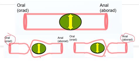 Phys Lec 2 Flashcards Quizlet