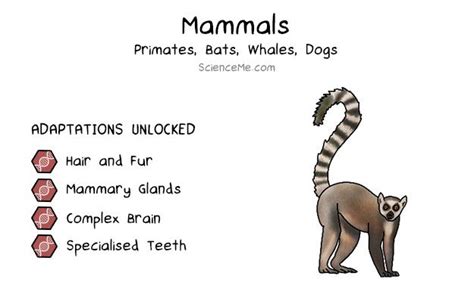 How Does Evolution Work Artofit