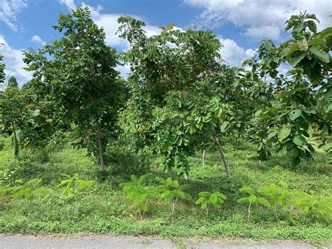 🏡 ขายที่ดิน 3 ไร่ เจ้าของขายเอง ราคาดี วิวสวย ภูเขาล้อมรอบ อ อู่ทอง จ สุพรรณบุรี Ennxo