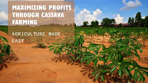 Maximizing Profits Through Cassava Farming
