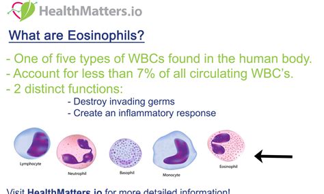 What Are Eosinophils Definition Low High Reference Ranges Function