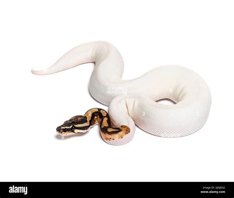 piebald high white ball python python regius isolated on white stock