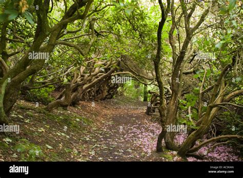 Tree Lined Walk In Etherow Country Park In Compstall Near Marple