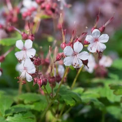 Geranium Macrorrhizum Seeds For Planting Geranium Macrorrhizum For
