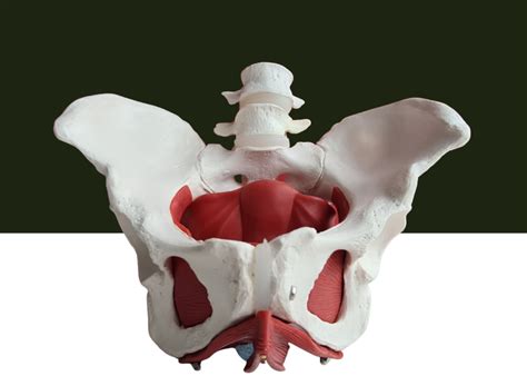 Understanding Male Pelvic Floor Dysfunction Symptoms Causes And