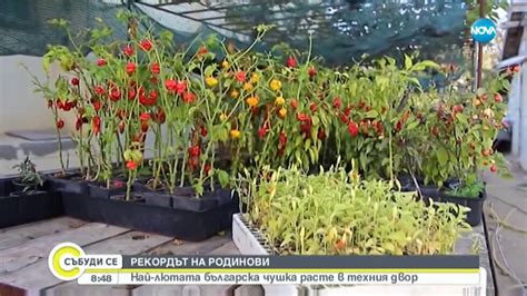 Семейство отгледа най лютата чушка у нас ВИДЕО Nova