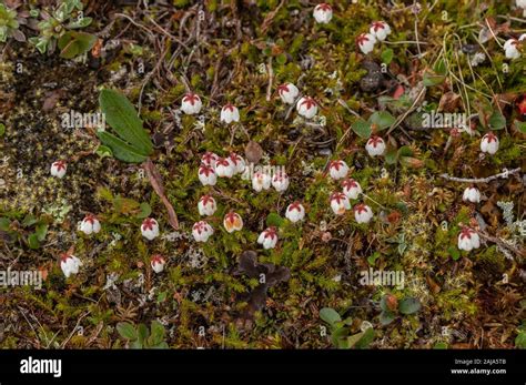 Matted Cassiope Harrimanella Hypnoides In Flower In Arctic Tundra