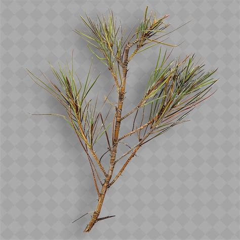 Deciduous Needles Psd 1 000 High Quality Free Psd Templates For Download