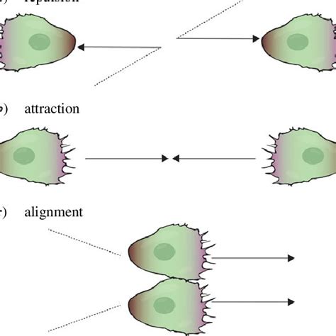 Stages Of Supracellular Neural Crest Cell Migration A Cells At The