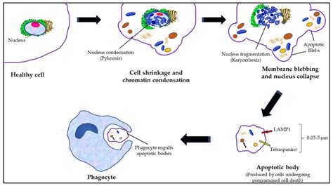 An Apoptotic Bodies Between 0055 µm In Diameter Which Is Produced Download Scientific