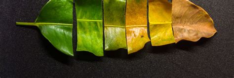 Mens Armpit Hair Purpose Benefits And Grooming Tips Tbô Underwear