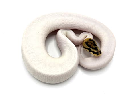 Spider Pied Ball Python