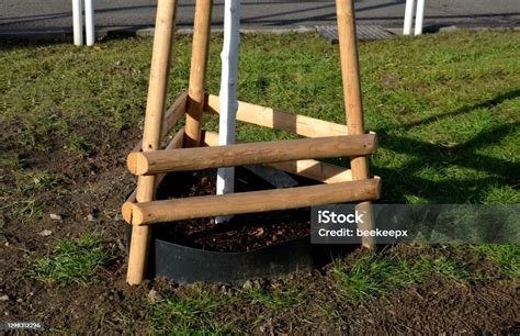 거리에 새로 심은 나무와 화단 녹색 플라스틱 원 물 탱크 트렁크에 직접 손실없이 물을 양수할 수 있습니다 껍질을 뿌리는 것은 증발을 감소시킬 것입니다 기둥에 대한 스톡 사진