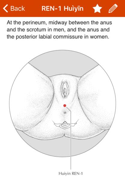 Acupressure For Good Sex — Cicuto Acupuncture