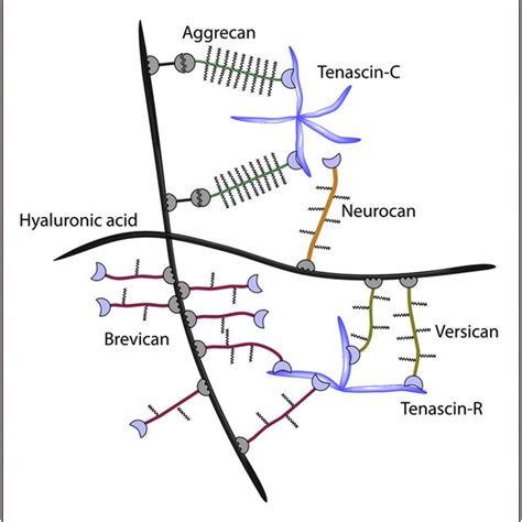 Brain Extracellular Matrix Ecm Between Neurons And Glial Cells Download Scientific Diagram