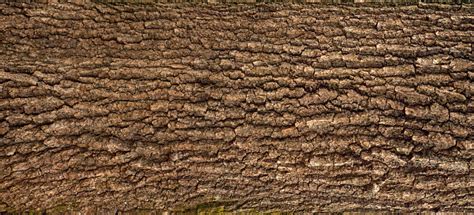 녹색 이끼가 있는 나무의 갈색 껍질의 릴리프 감촉 나무 껍질 질감의 수평 사진입니다 갈색에 대한 스톡 사진 및 기타 이미지 갈색 거친 금이 간 Istock