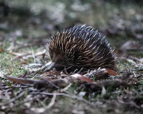 Short Beaked Echidna Facts Diet Habitat And Pictures On Animaliabio