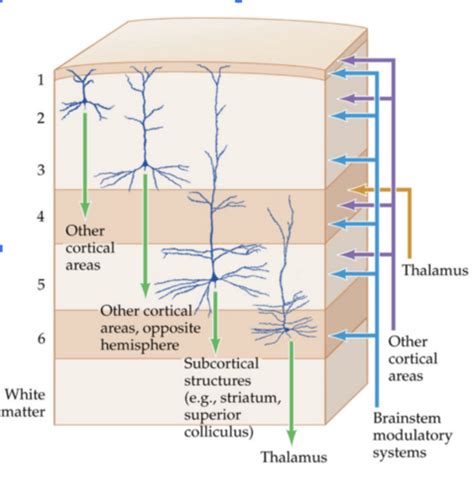 nsc 2201 emotion flashcards quizlet