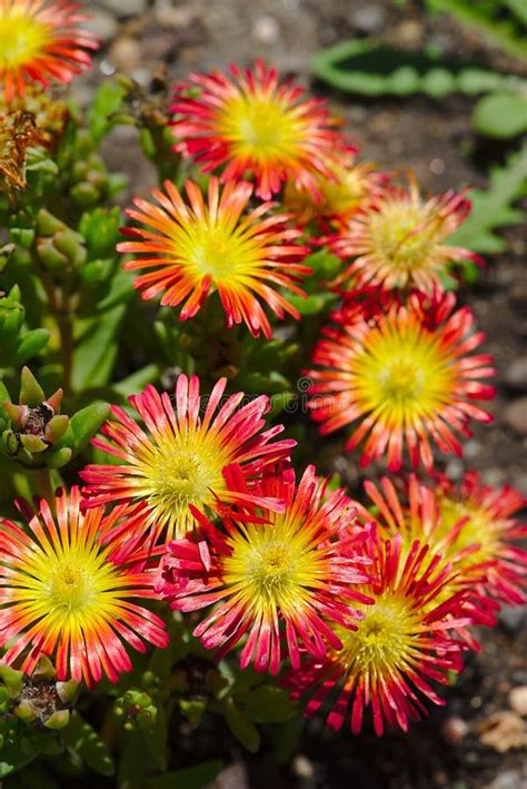 Small Flowers Of Perennial Purslane Stock Image Image Of Flower