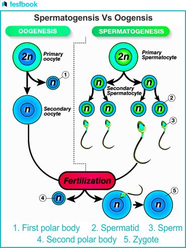 Difference Between Spermatogenesis And Oogenesis Testbook