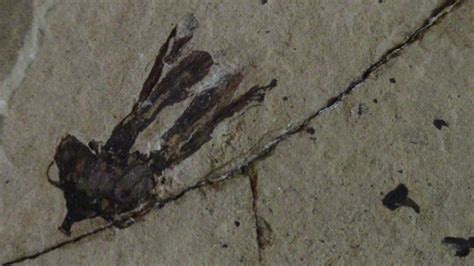 Angiosperm I D Another One Fossil Id The Fossil Forum