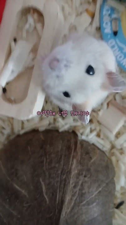 돼지새끼가 되버린 쥐새끼🐹 드워프햄스터 햄스터 햄스터브이로그 햄스터일상 푸딩 Youtube