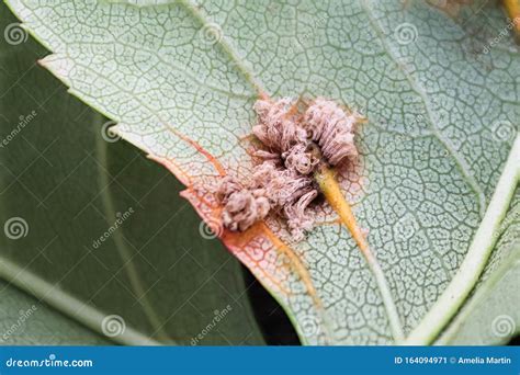 The Macro View Of Erupted Cedar Hawthorn Rust On A Leaf Stock Image