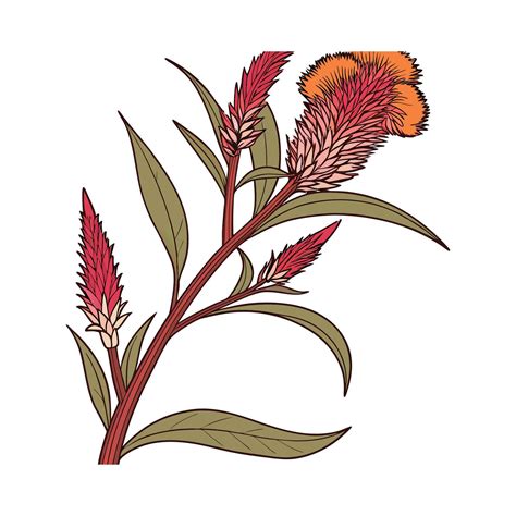 Distinctive Celosia Cockscomb Design For Interiors 57484004 Vector Art