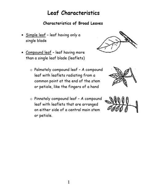 Leaf Characteristics Overview Pdf Leaf Branches Of Botany