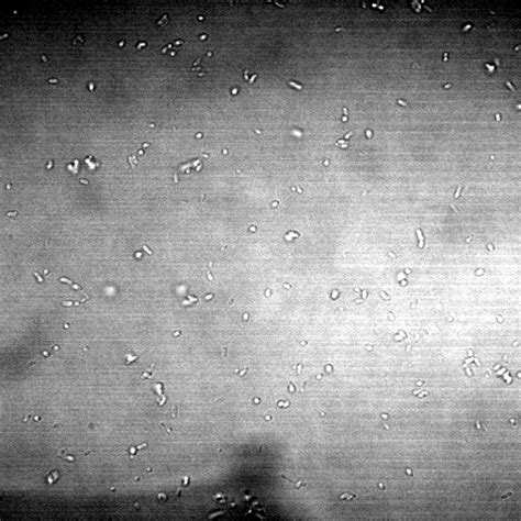 Computer Vision Blob Detection On Noisy Low Resolution Image With Background In Matlab