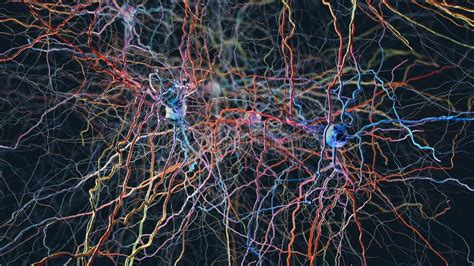 Signal Transmitting Neuron Nerve Cell Stock Illustrations 154 Signal Transmitting Neuron Nerve