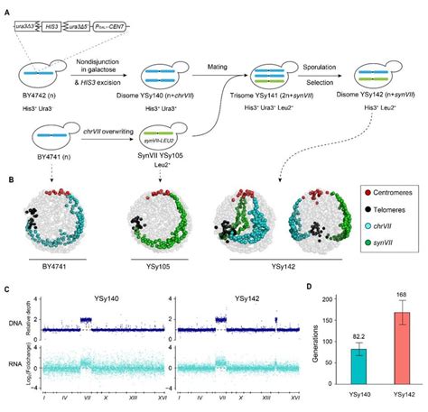 Construction And Physiologic Analysis Of Disomic Yeasts A Schematic