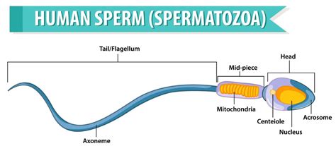 Human Sperm Cell Anatomy Detailed Labeled Structure Of Spermatozoa