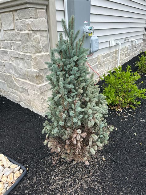 Columnar Blue Spruce Spruce Norway Cupressina Columnar 5 Bb
