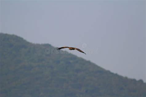 An Sea Eagle At Sai Kung Sea Stock Image Image Of Norway Action