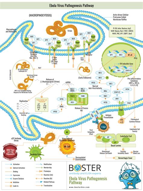 Ebola Virus Diagram