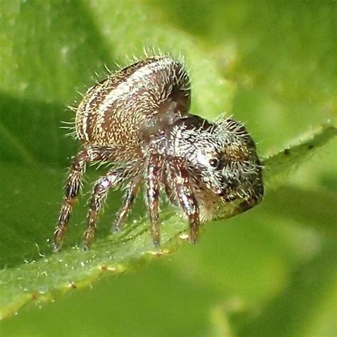 Phidippus Clarus Bugguidenet