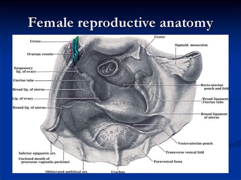 Pelvic аnatomy презентация онлайн