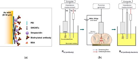Figure 1 From Selective Detection Of Escherichia Coli K12 And Staphylococcus Aureus In Mixed