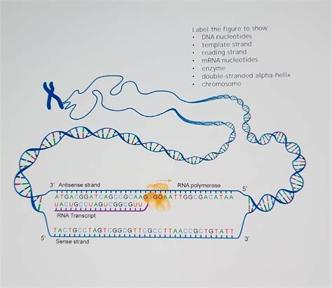 Solved Label The Figure To Show Dna Nucleotides