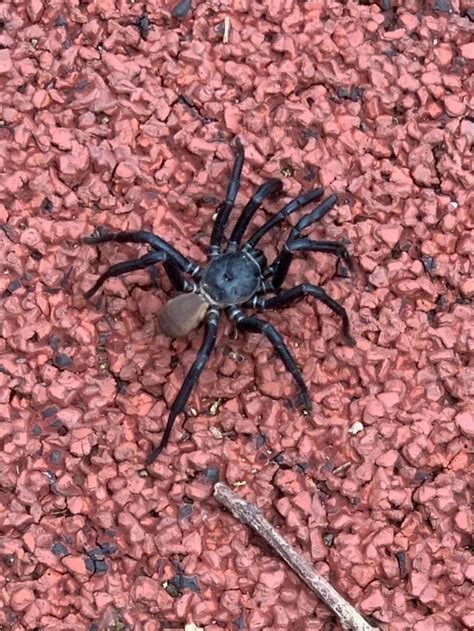 33 Types Of Black Spiders Pictures And Identification Guide