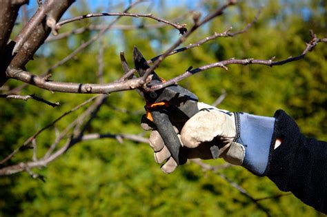 Tree Pruning Brisbane Northside Southside Colourful Tree Lopping