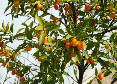 Kumquats Fruits Are Small Oval Fruits That Resemble Very Tiny Oranges Typical Of The